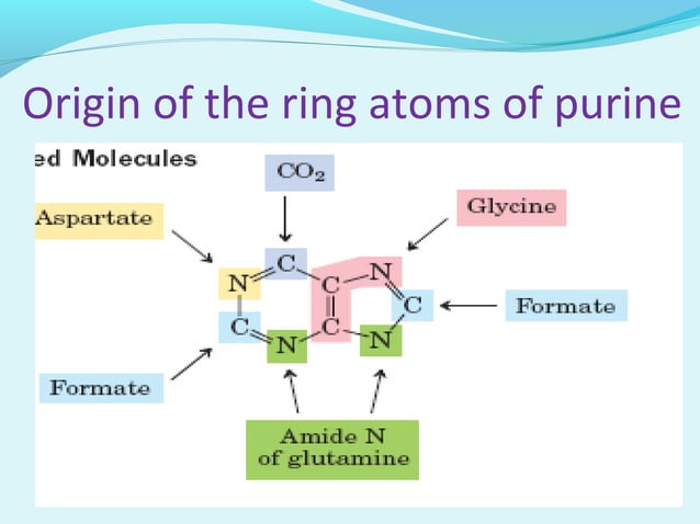 Purine metabolism | PPT | Chemistry | Science