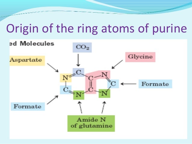 Purine metabolism