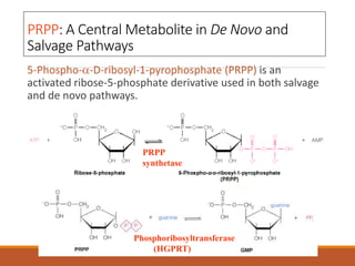 purine metabolism.ppt