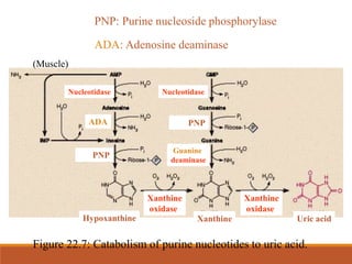 purine metabolism.ppt