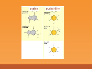 purine metabolism.ppt