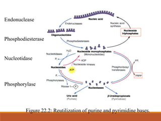 purine metabolism.ppt