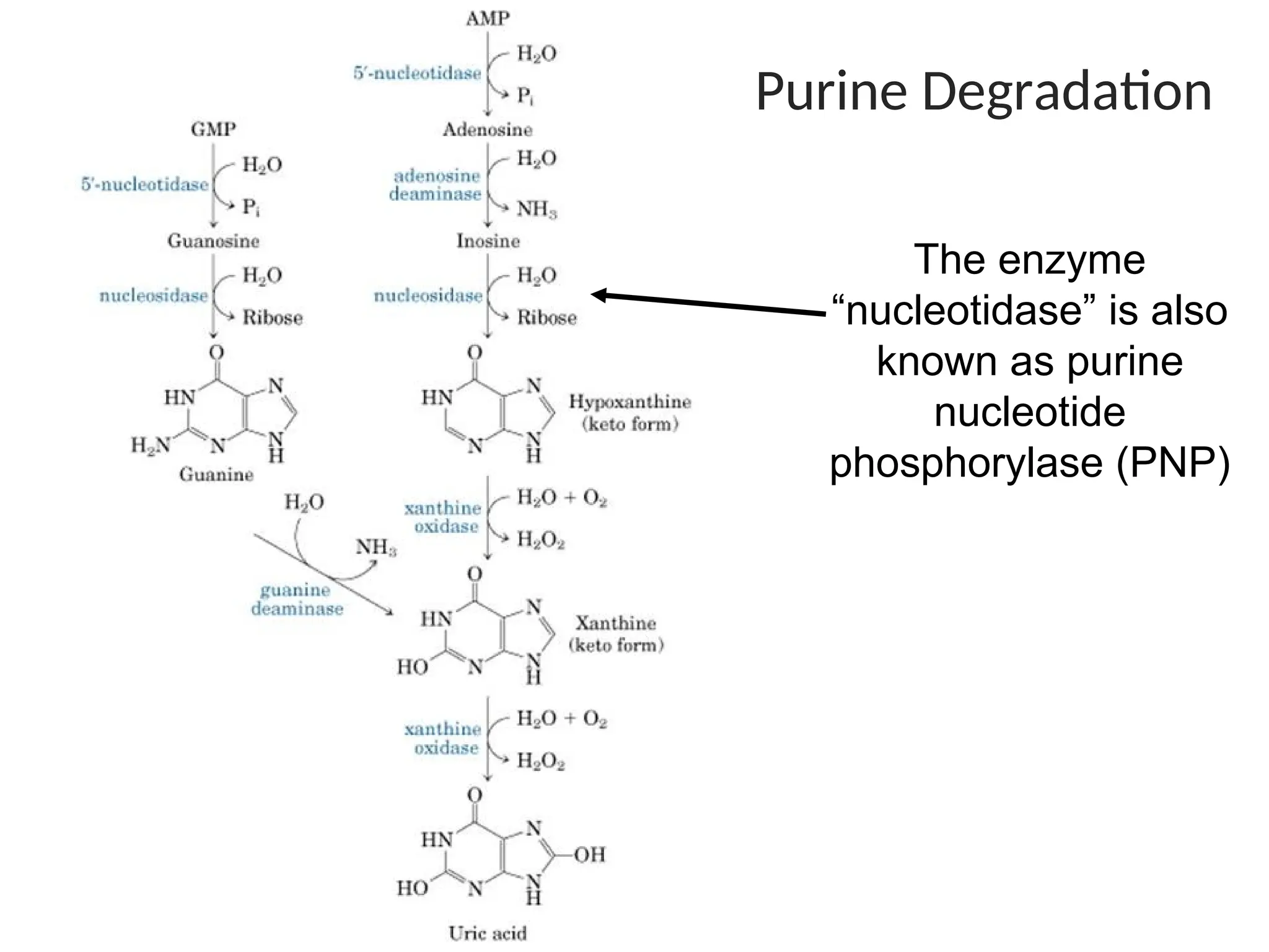 Purine Metabolism & Disorders.ppt by Dr Prashant | PPT
