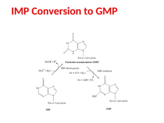 Purine Metabolism & Disorders.ppt by Dr Prashant | PPT