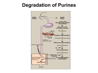 PURINE METABOLISM LECTURE.ppt