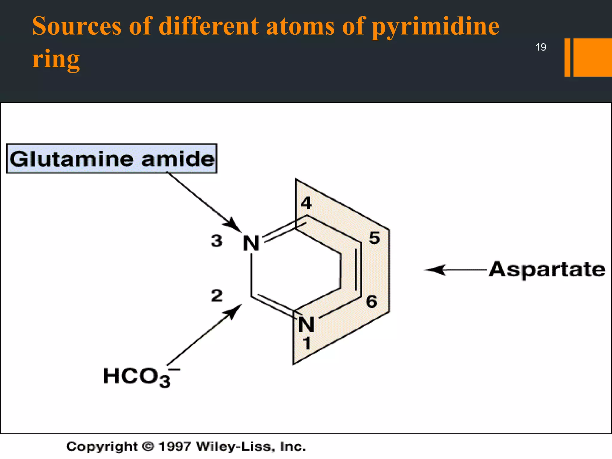 Purine and Pyrimidine biosynthesis | PPTX