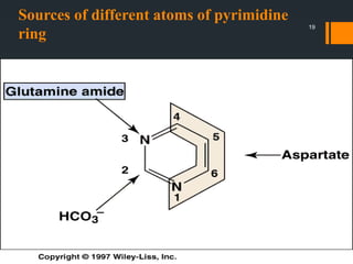 Purine and Pyrimidine biosynthesis | PPTX