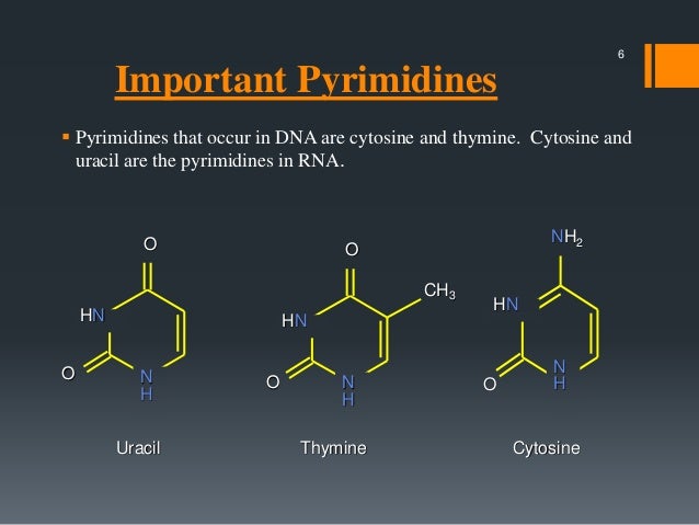 Purine and Pyrimidine biosynthesis