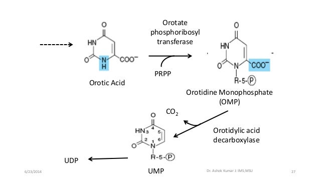 Orotic Aciduria Symptoms