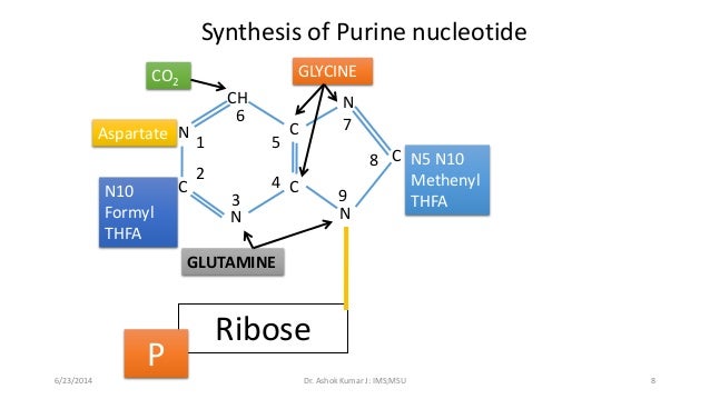 Purine pyrimidine metabolism and disorder