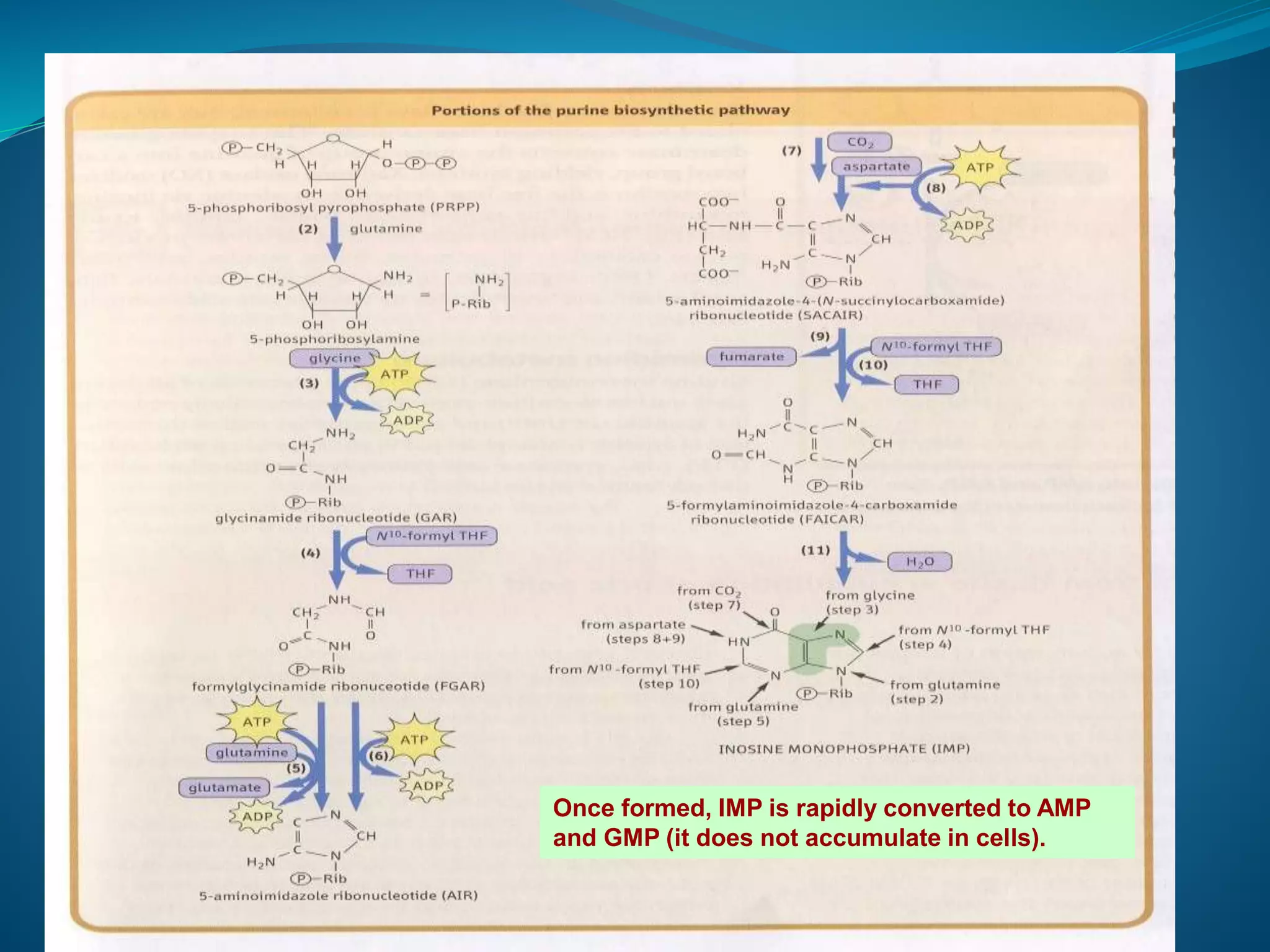 Purine & pyrimidine metabolism and disorders | PPTX