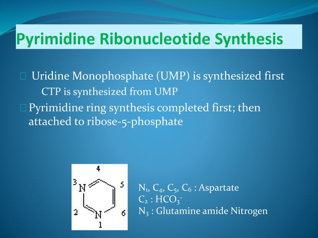 Purine & pyrimidine metabolism and disorders | PPTX | Endocrine and ...