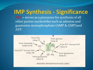 Purine & pyrimidine metabolism and disorders | PPTX
