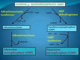 Purine & pyrimidine metabolism and disorders | PPTX