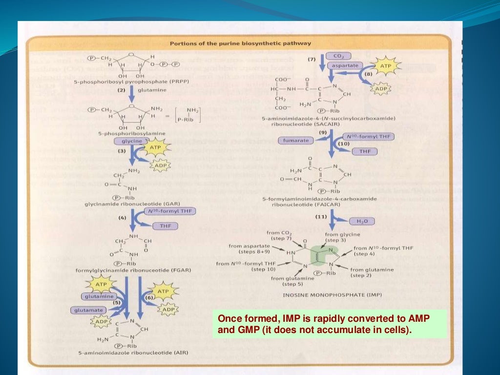 Purine & pyrimidine metabolism and disorders