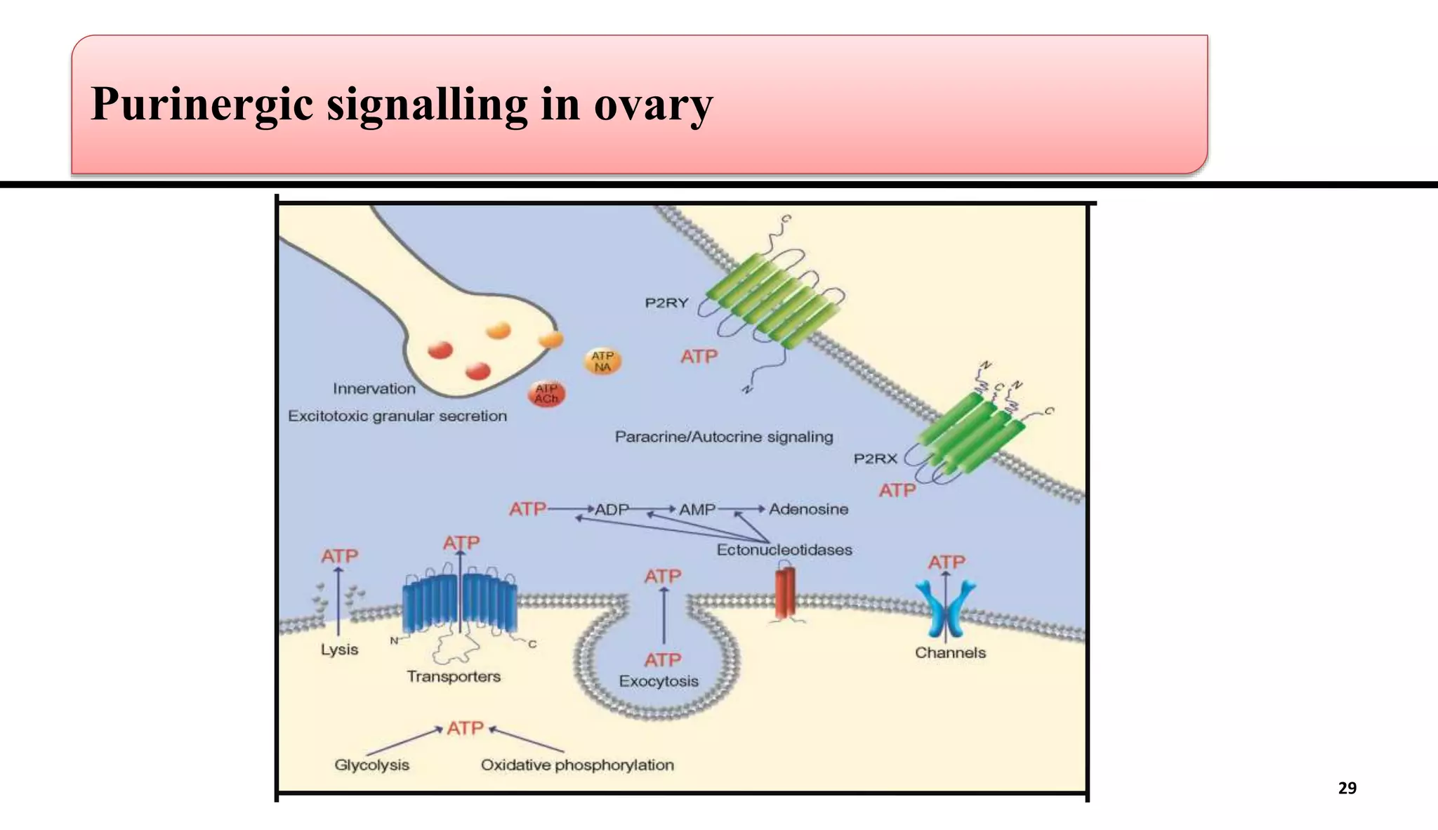 Purinergic receptor 1 | PPTX