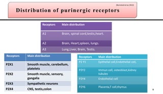 Purinergic receptor 1 | PPTX