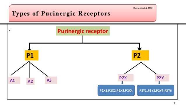 Purinergic receptor 1