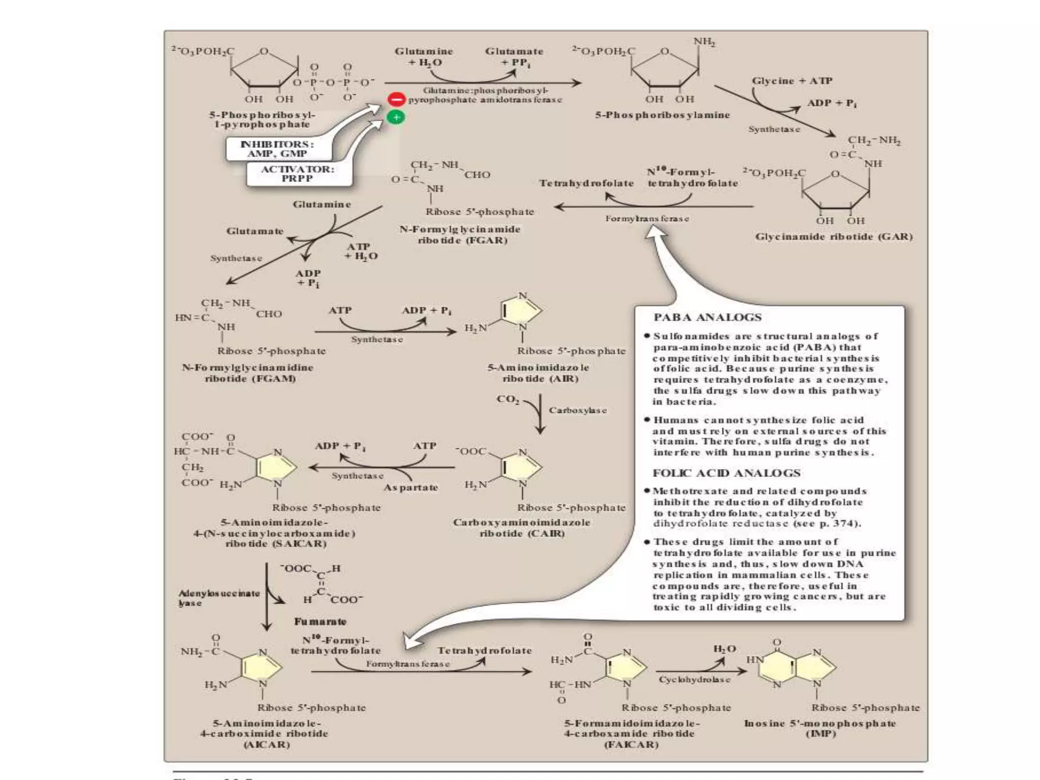 purines Metabolism.pptx
