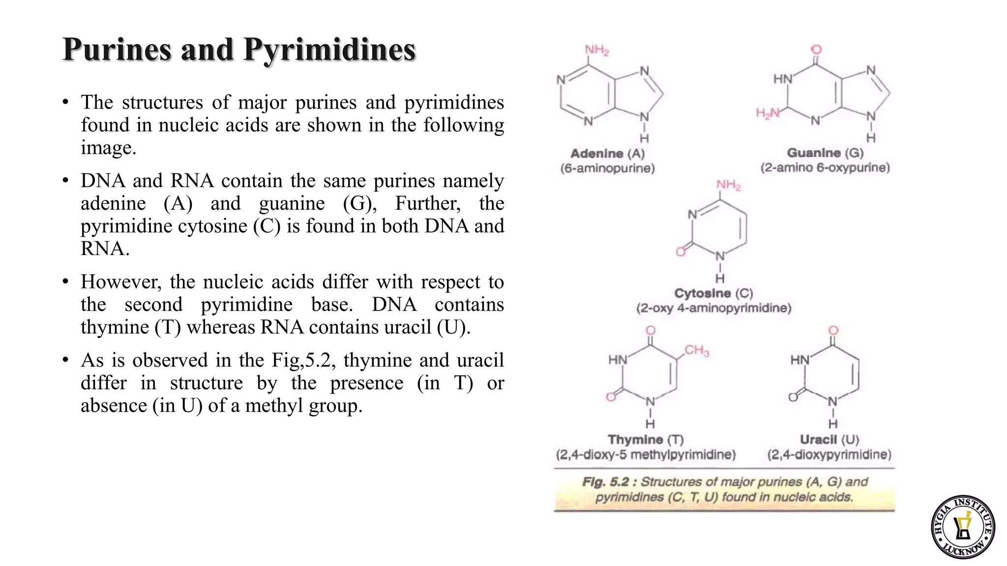 Purines metabolism.pptx