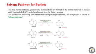 Purines metabolism.pptx