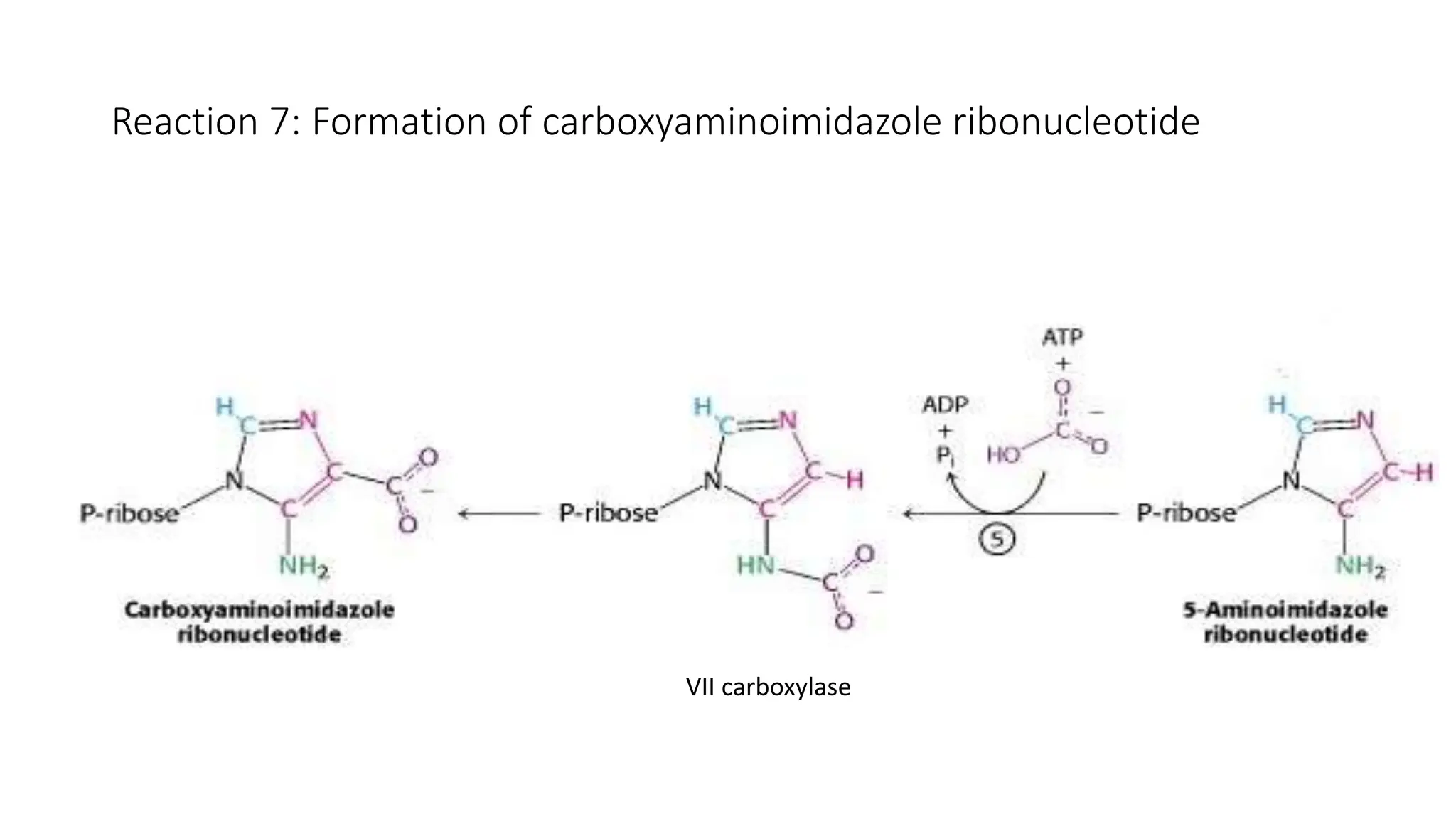 Purines synthesis and catabolism process | PPTX