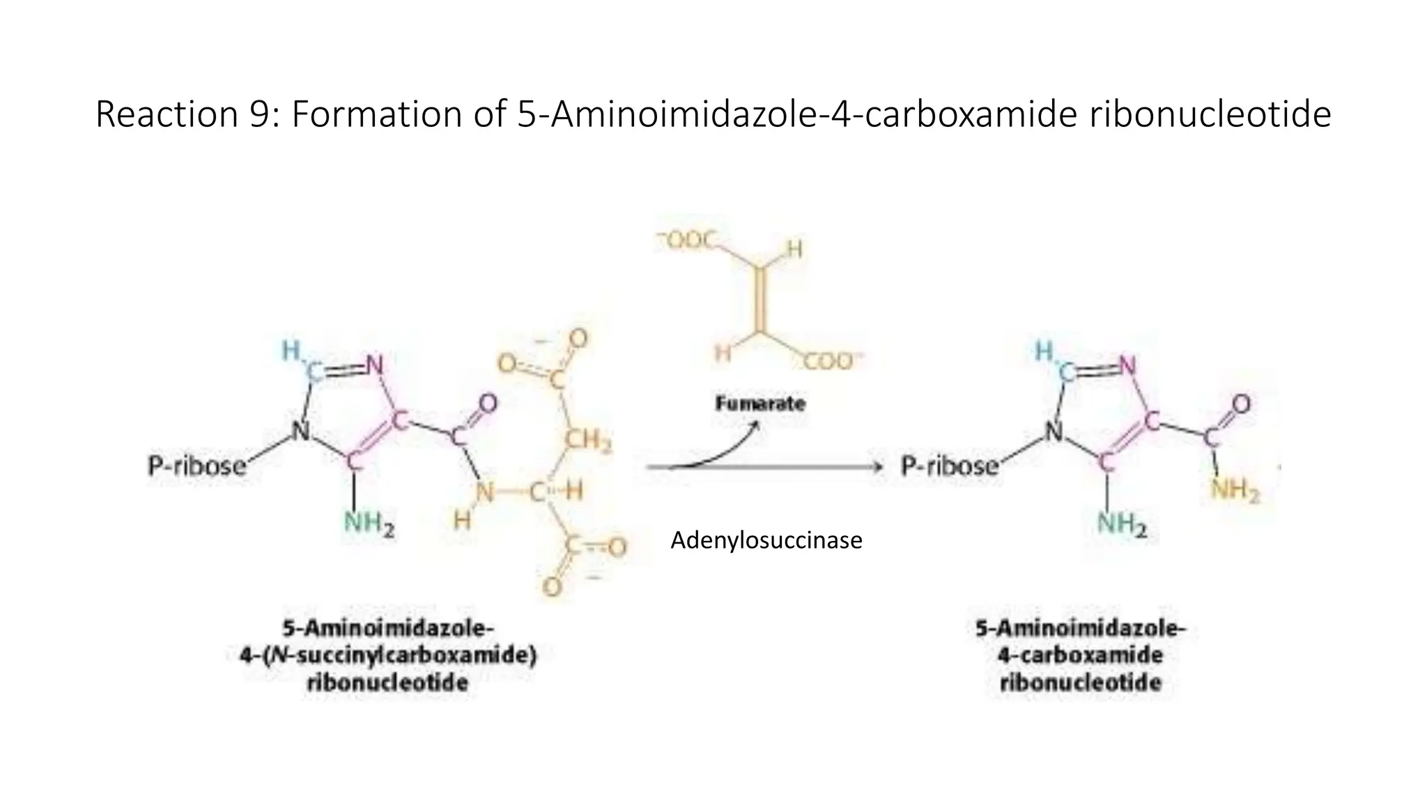 Purines synthesis and catabolism process | PPTX