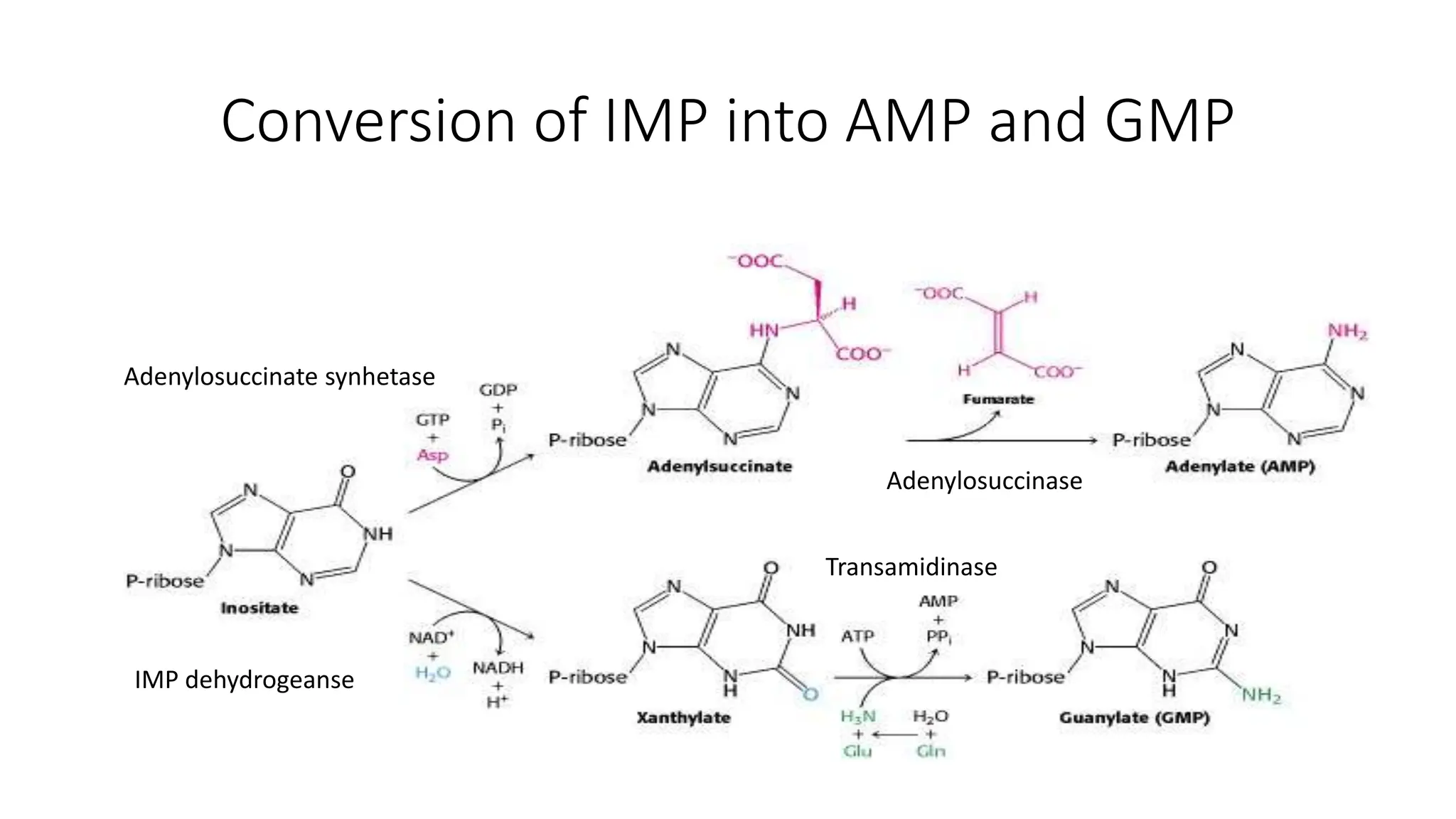 Purines synthesis and catabolism process | PPTX