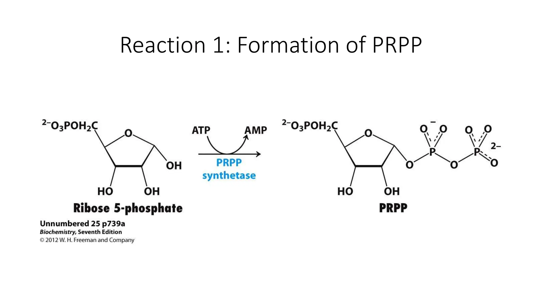 Purines synthesis and catabolism process | PPTX