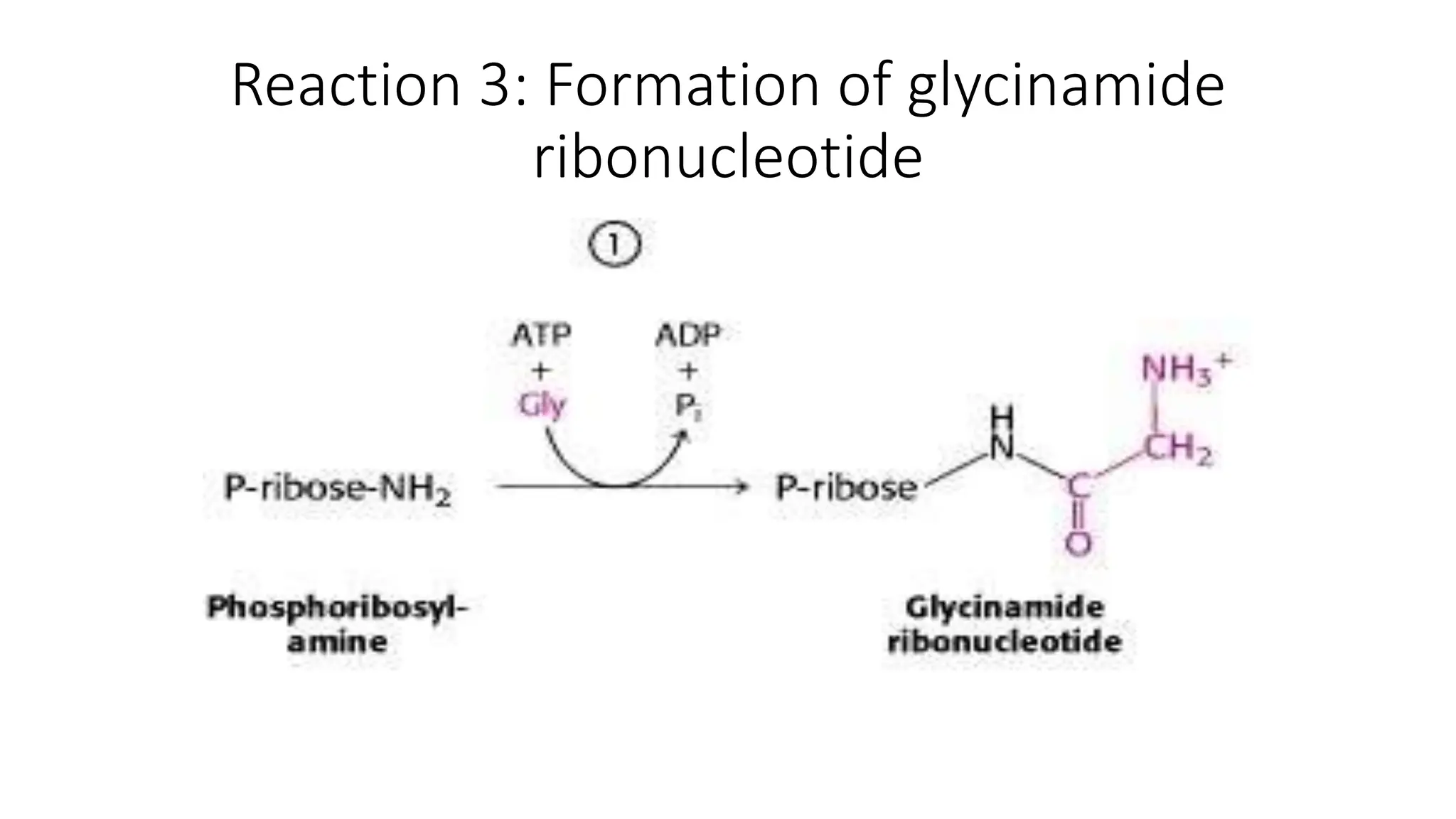 Purines synthesis and catabolism process | PPTX