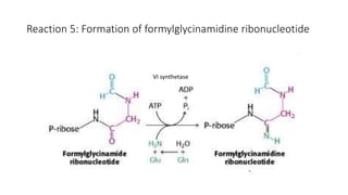 Purines synthesis and catabolism process | PPTX