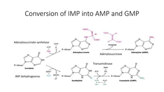 Purines synthesis and catabolism process | PPTX
