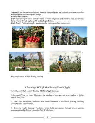 high density planting in apple Malus domestica) | DOCX