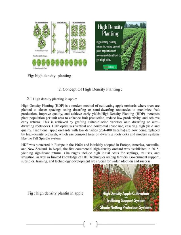 high density planting in apple Malus domestica) | DOCX