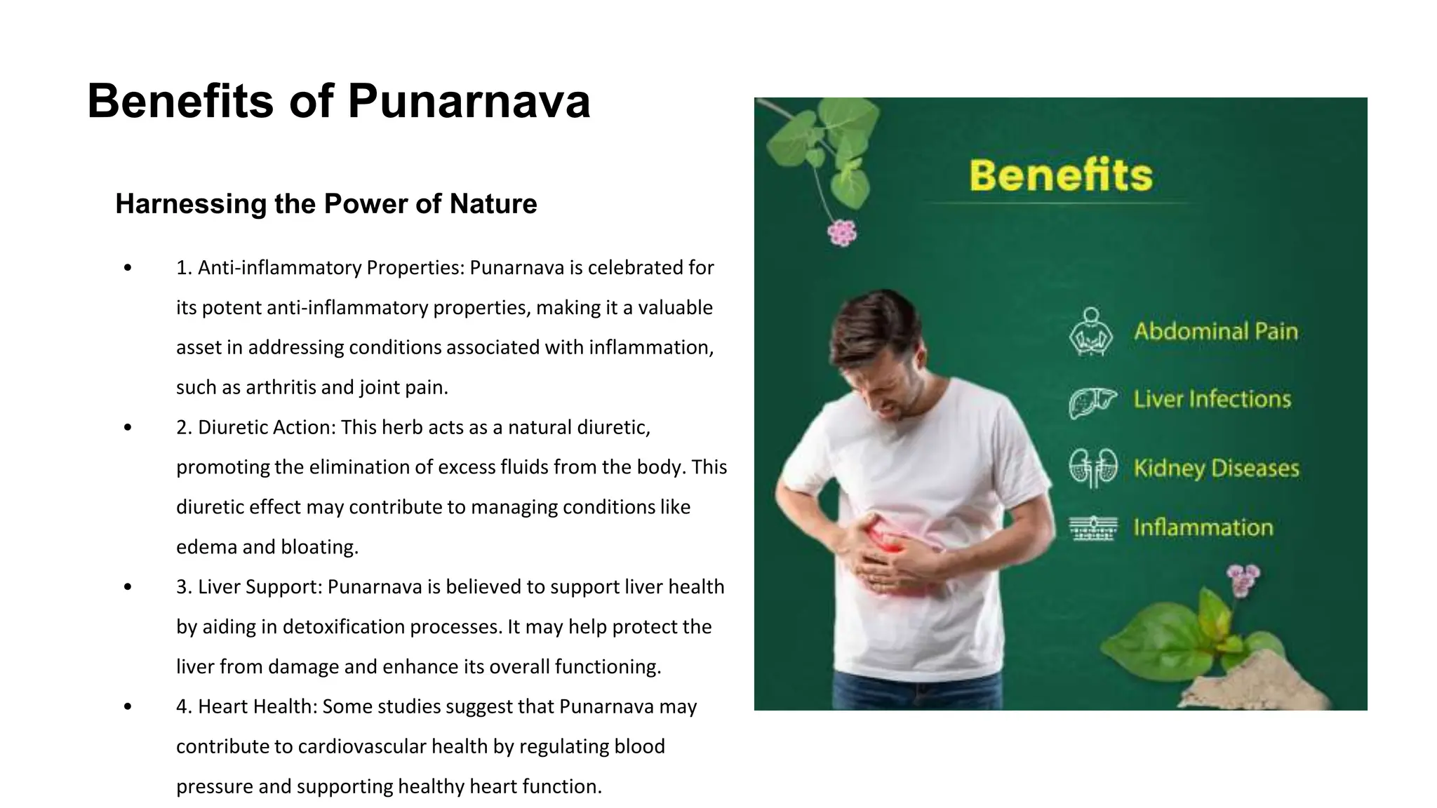 Punarnava: A Herbal Elixir for Wellness | PPTX