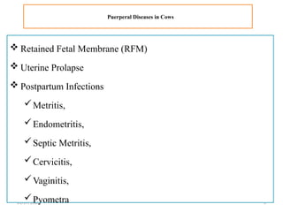purperal disease - endometritis metritis pyometra prolaps retained ...