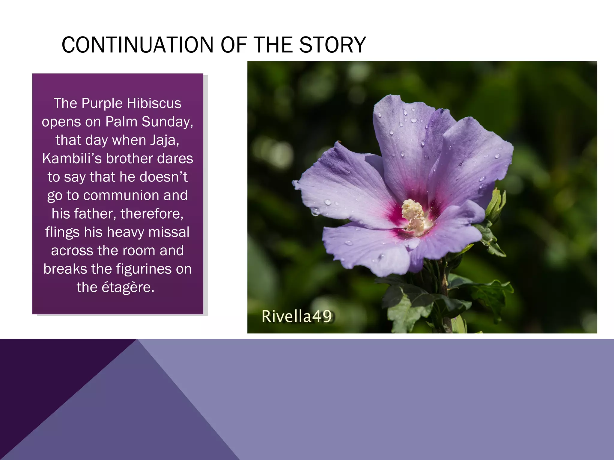 Purplehibiscus2 | PPT
