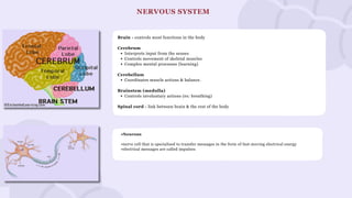 Purple Illustrative The Human Body Presentation.pdf
