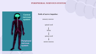 Purple Illustrative The Human Body Presentation.pdf