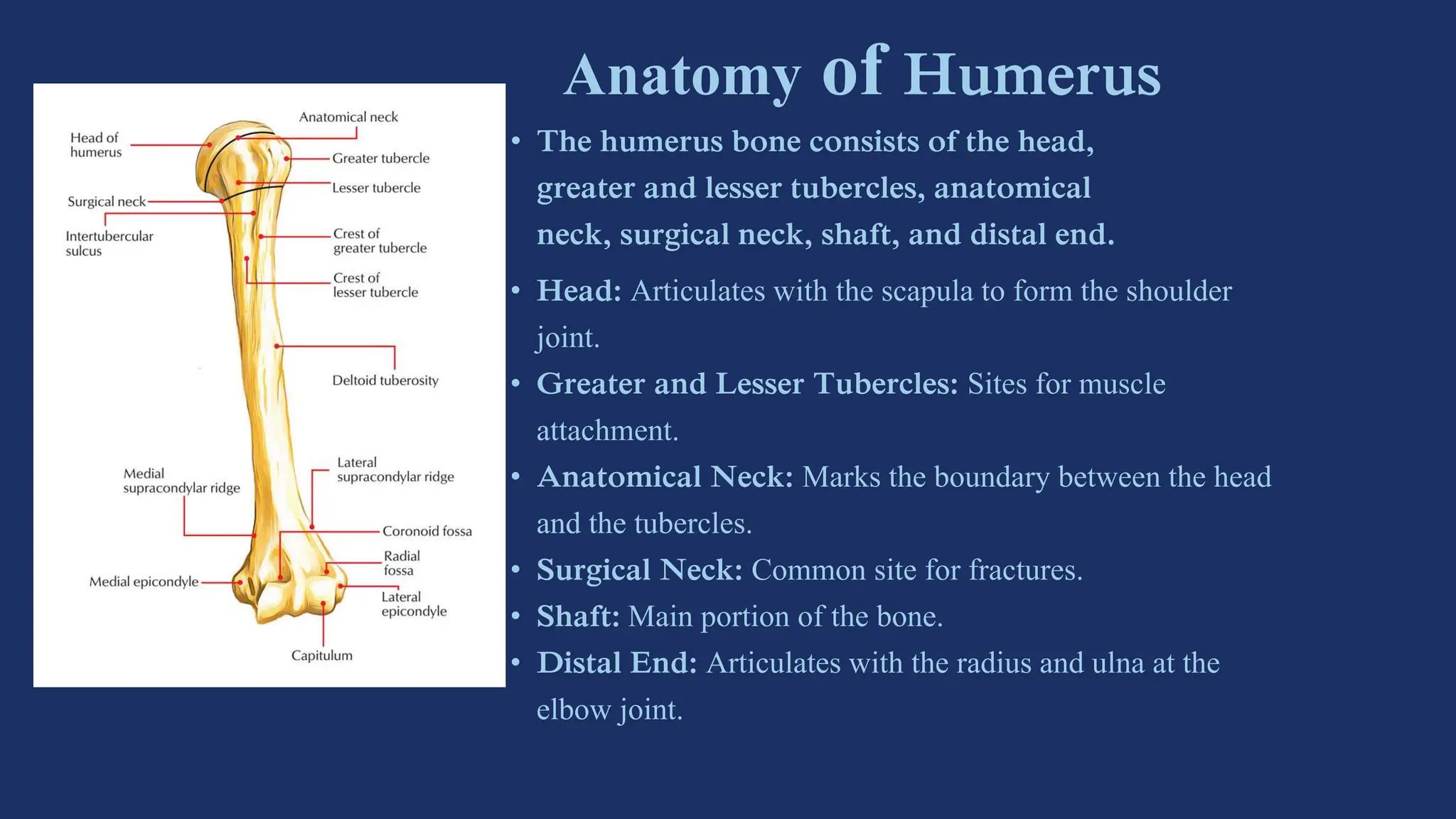 The Human Body and movements presentation | PPTX