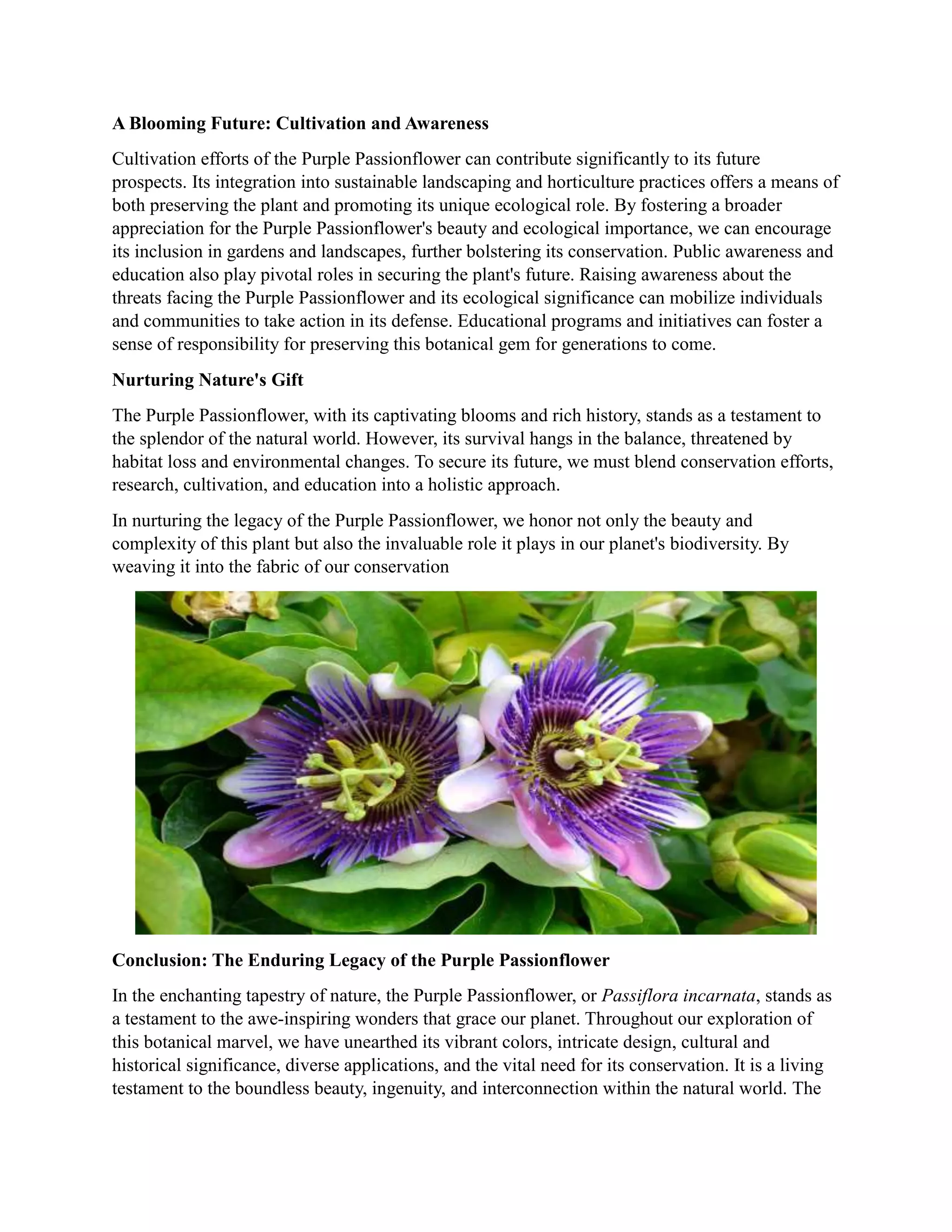 Purple Passionflower: A Botanical Masterpiece in Your Garden | DOCX