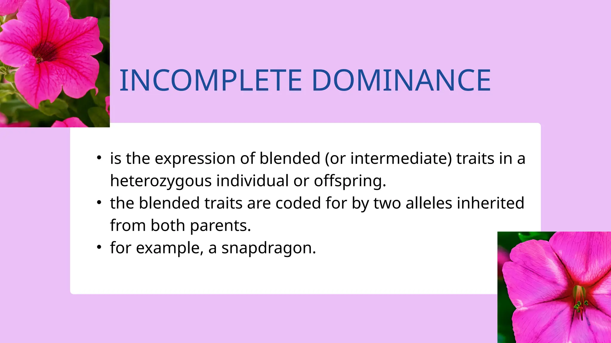 Purple Yellow Bold Genetic Inheritance Science Presentation .pptx