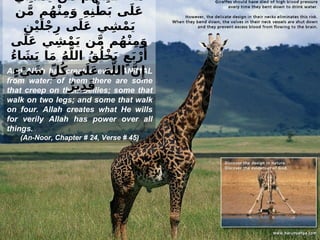 Purpose Of Creation | PPS