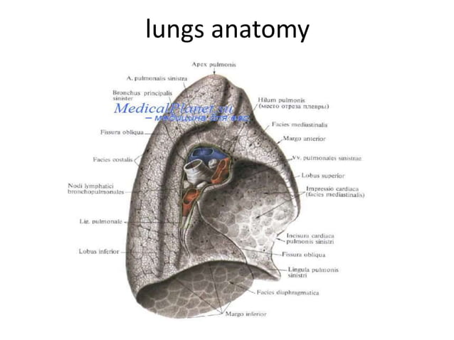 Purulent diseases of lungs and pleura | PPT