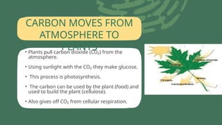 Carbon Cycle - Food and Environmental Microbiology | PPTX