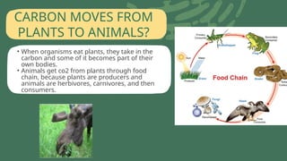 Carbon Cycle - Food and Environmental Microbiology | PPTX