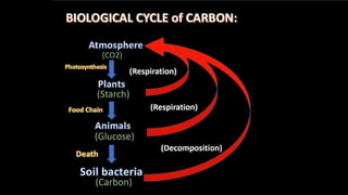 Carbon Cycle - Food and Environmental Microbiology | PPTX