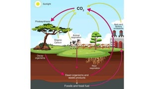 Carbon Cycle - Food and Environmental Microbiology | PPTX