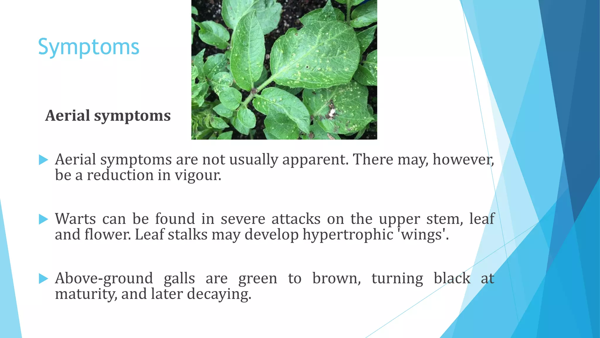 Potato wart disease | PDF