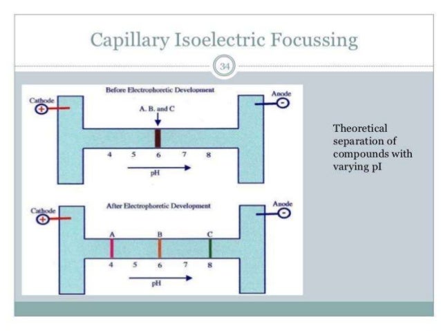 ISOELECTRIC FOCUSING PPT - SLIDE SHARE